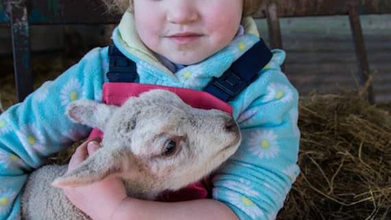 Lilly's 'lambing live' goes viral thanks to YouTube ...