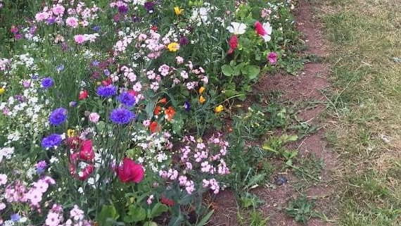 Bee Friendly award for Usk in Bloom’s pollinator efforts ...