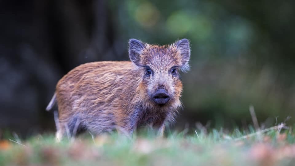 The best photos from this week’s Picture this | abergavennychronicle.com