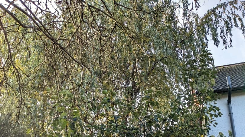 Unstable trees can be felled in Abergavenny | abergavennychronicle.com