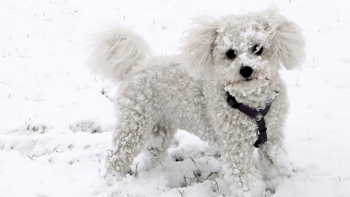 Keep your dogs safe and warm when the weather turns icy ...
