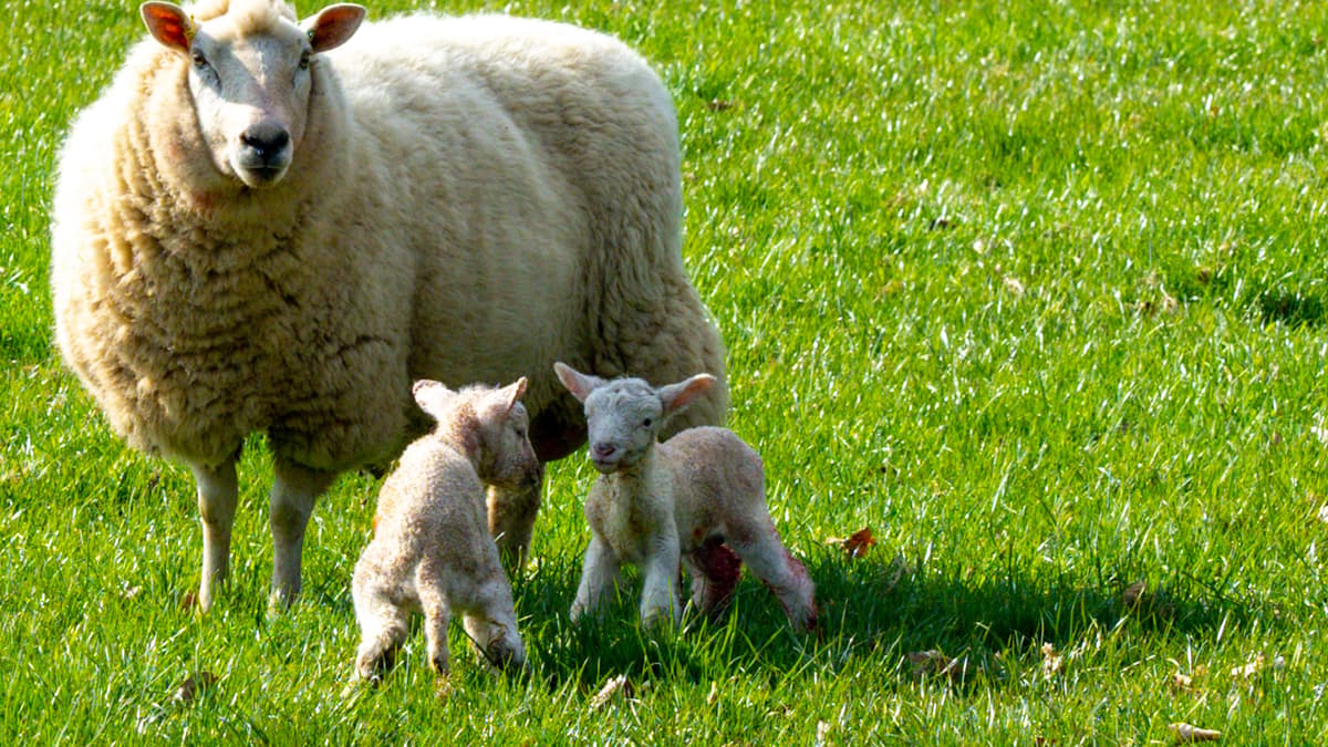 Police issue statement of warning for livestock worrying after three ...