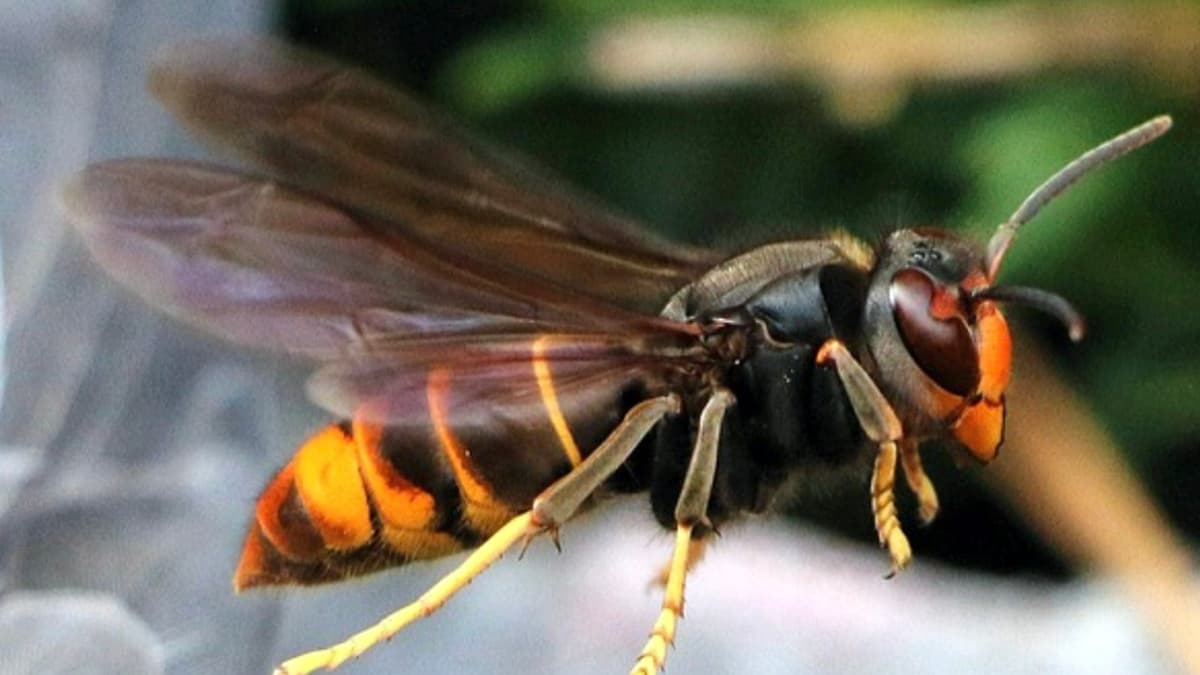 Asian hornet: Welsh bees: Peter Fox | abergavennychronicle.com