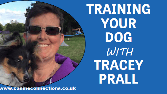 Dog trainer Tracey Prall's advice on how to keep your dogs safe and ...