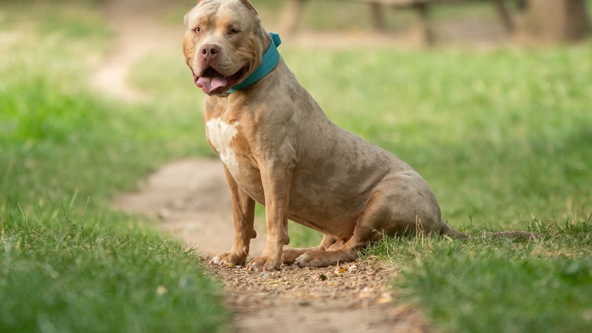 Officers seize XL Bullies from Abergavenny home | abergavennychronicle.com