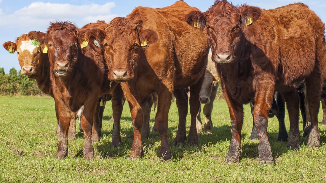 Farm safety warning for the spring time | abergavennychronicle.com