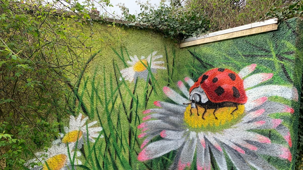 VIDEO: Bailey Park explodes in a riot of colour! | abergavennychronicle.com