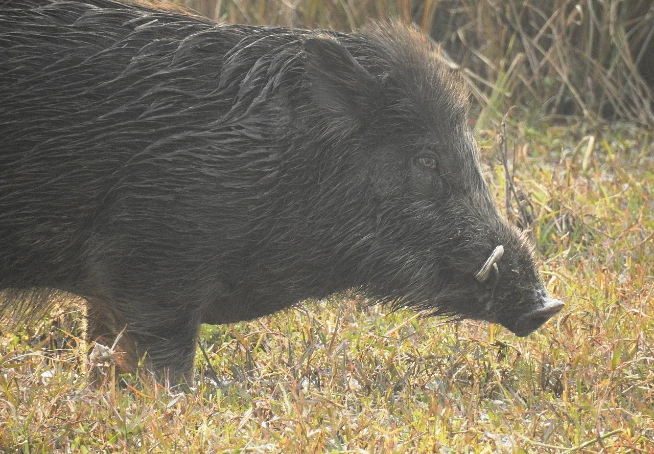 Abergavenny man’s wild boar hunt ends badly | abergavennychronicle.com