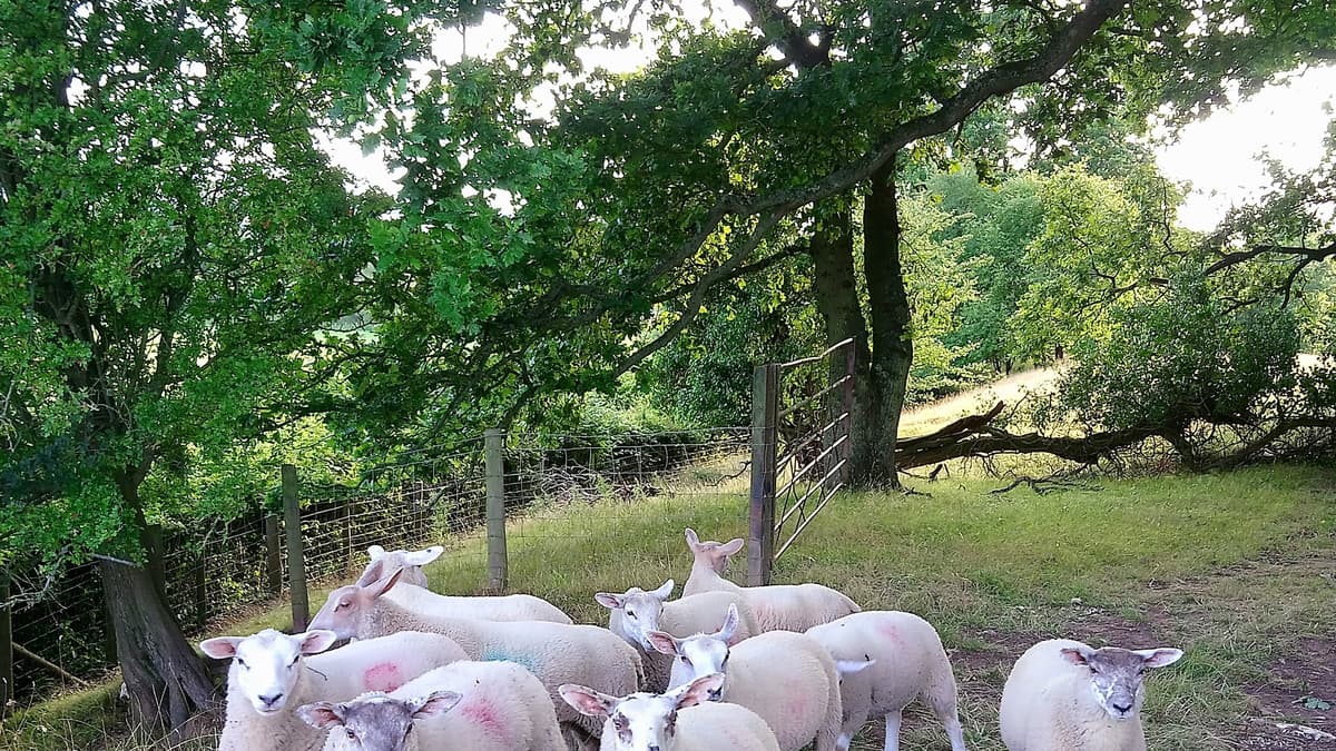A healthy farm with Farm First Vets | abergavennychronicle.com