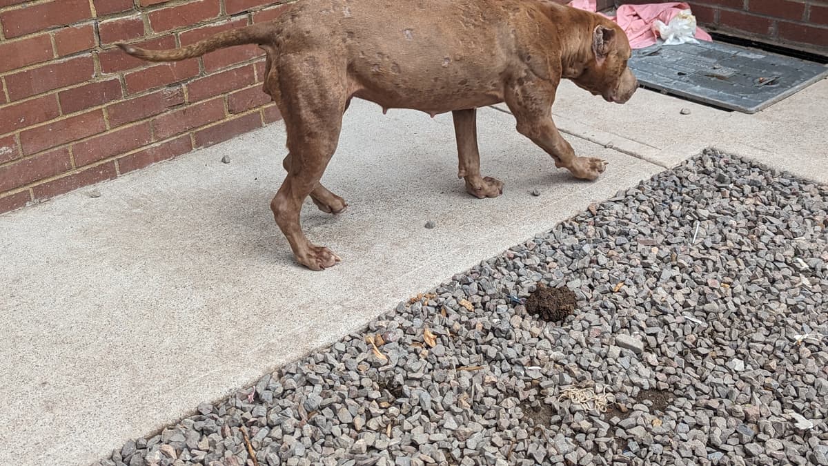 Ten year ban for Abergavenny man caught beating his dog ...