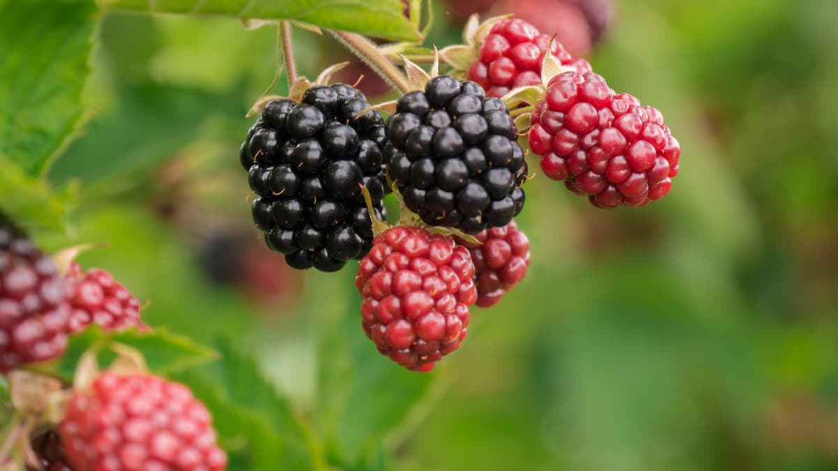 A meeting after 50 years | abergavennychronicle.com