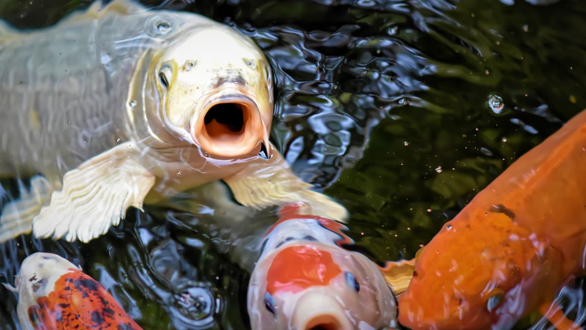 The Editor Writes: A heron attack on Judi Tench? | abergavennychronicle.com