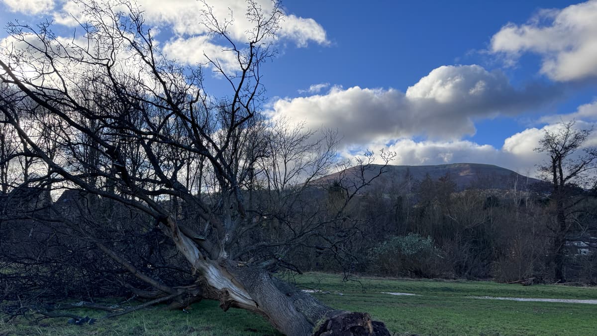 WATCH: Iconic tree torn down by Storm Darragh! | abergavennychronicle.com