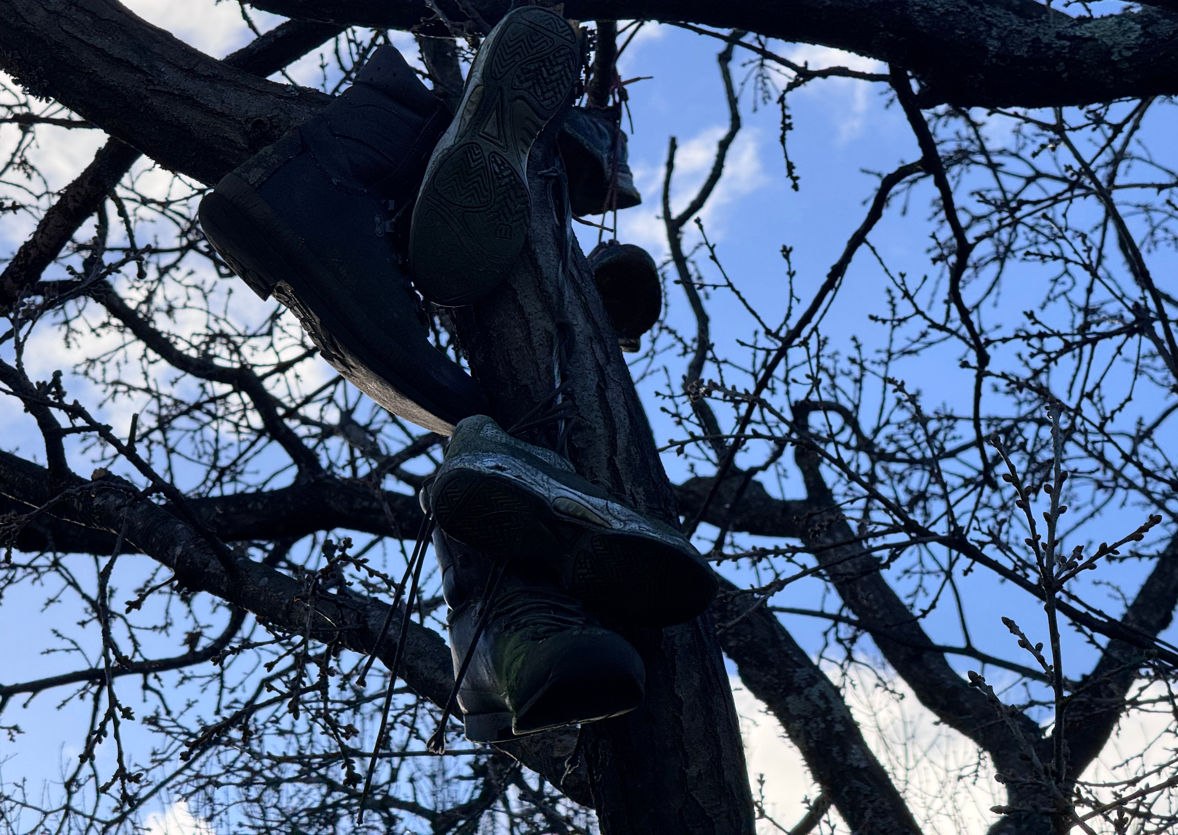 WATCH: Iconic tree torn down by Storm Darragh! | abergavennychronicle.com