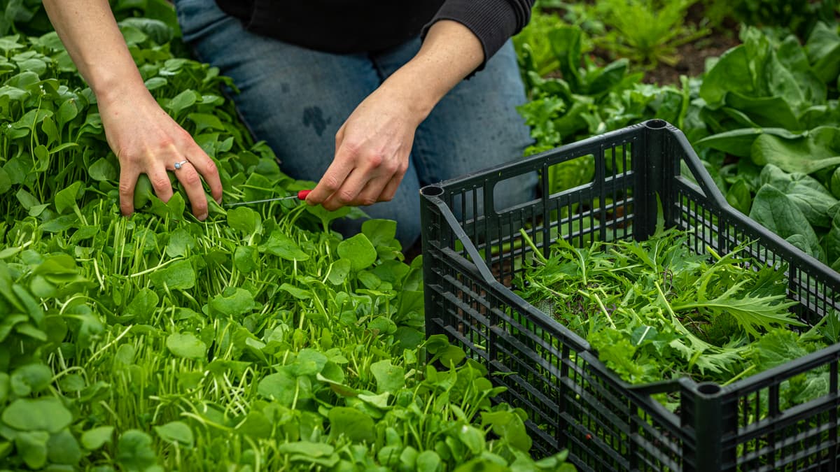 Cabinet statement a welcome boost for horticulture, says Powys-based ...