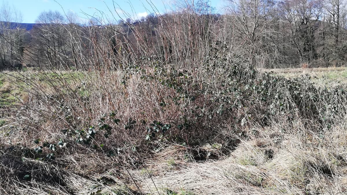 Powys to cut Bullpit Meadow after green group accuse council of ...