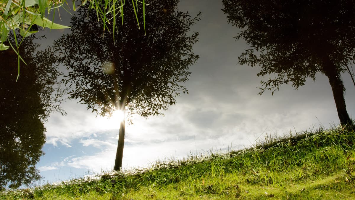 Abergavenny man claims Bob Dylan took his brain to another dimension ...