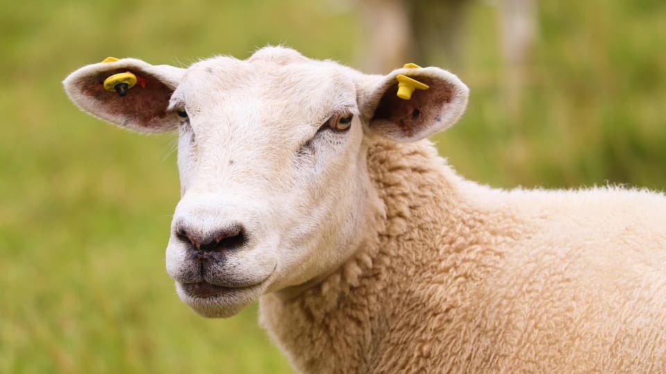 Powys farmer fined for causing unnecessary suffering to 80 sheep ...
