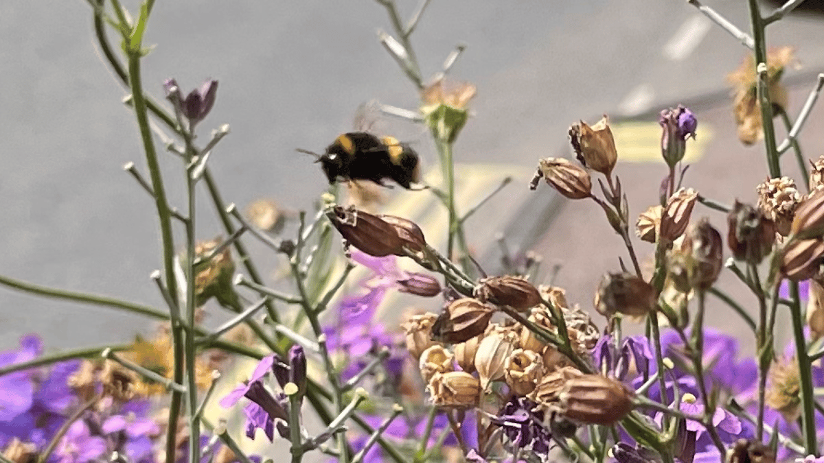 Pollinators Decline in Wales: Local Efforts to Protect Bees | abergavennychronicle.com