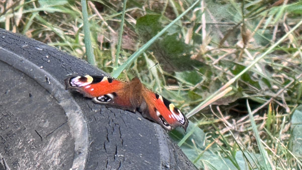 Fly tipping at Mardy Park brings the butterflies ...