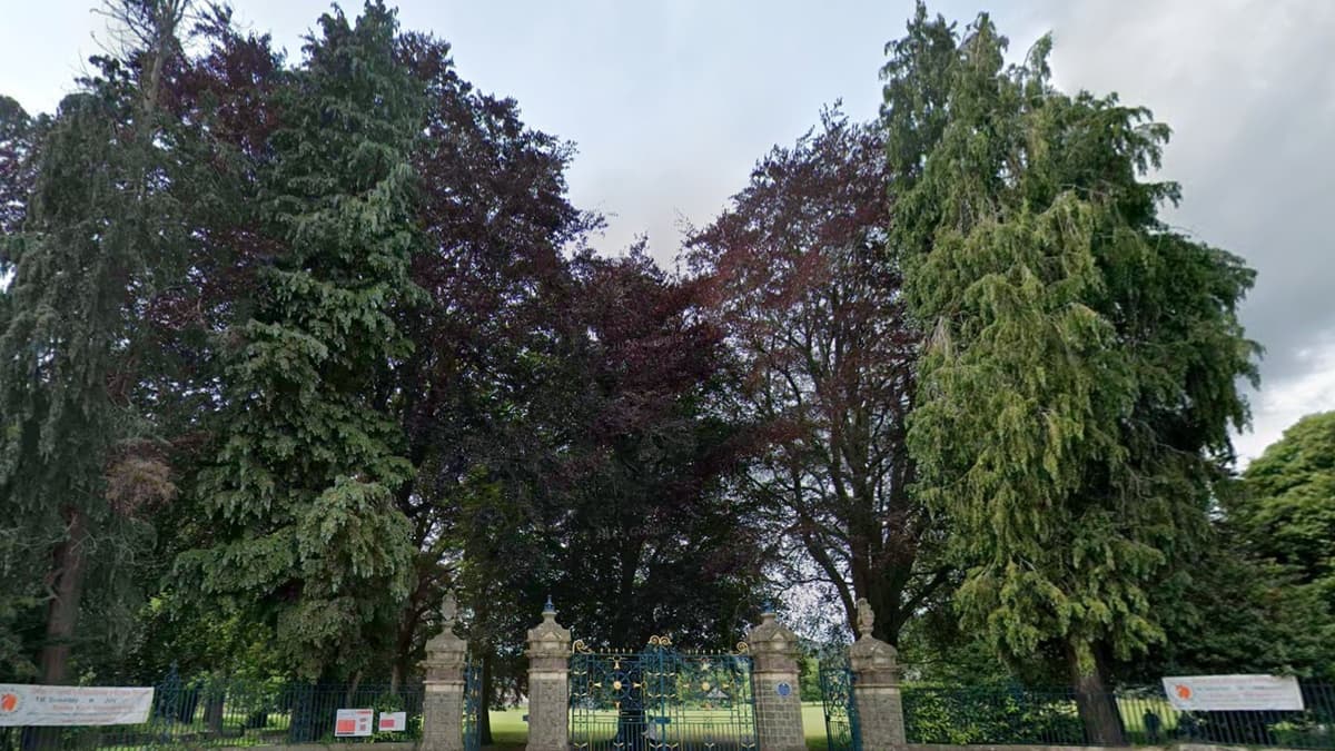 Landmark Bailey Park tree to be felled | abergavennychronicle.com