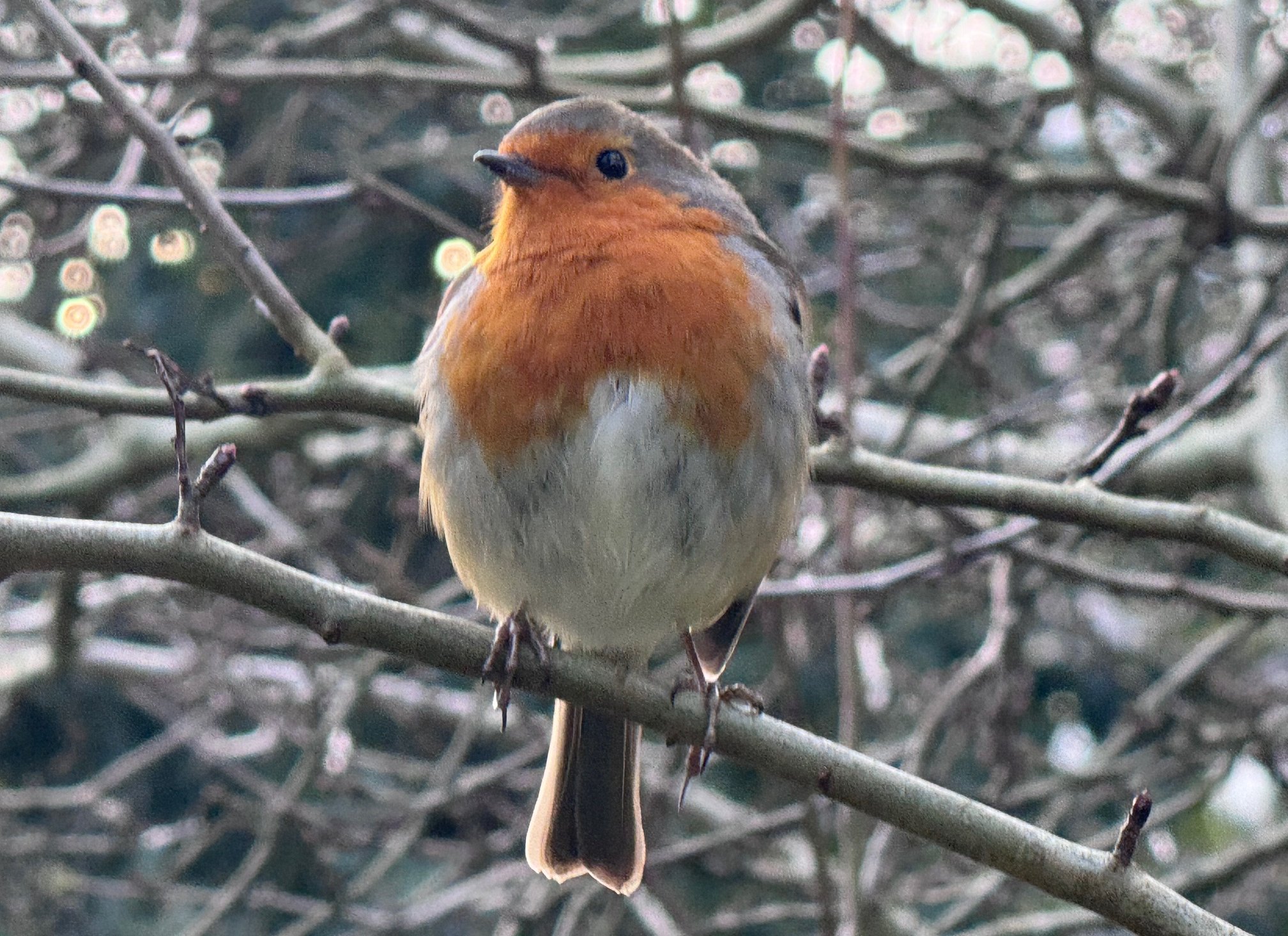 Nothing said Winter like a Robin Redbreast! | abergavennychronicle.com