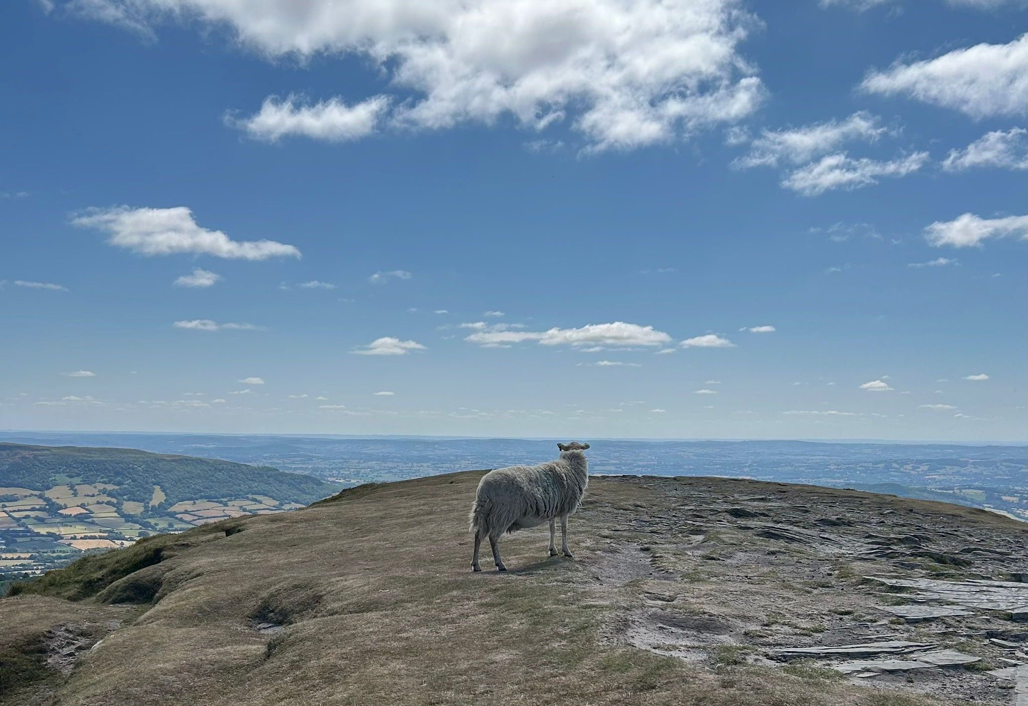 Ranger could be employed to round up stray sheep in Blaenavon ...