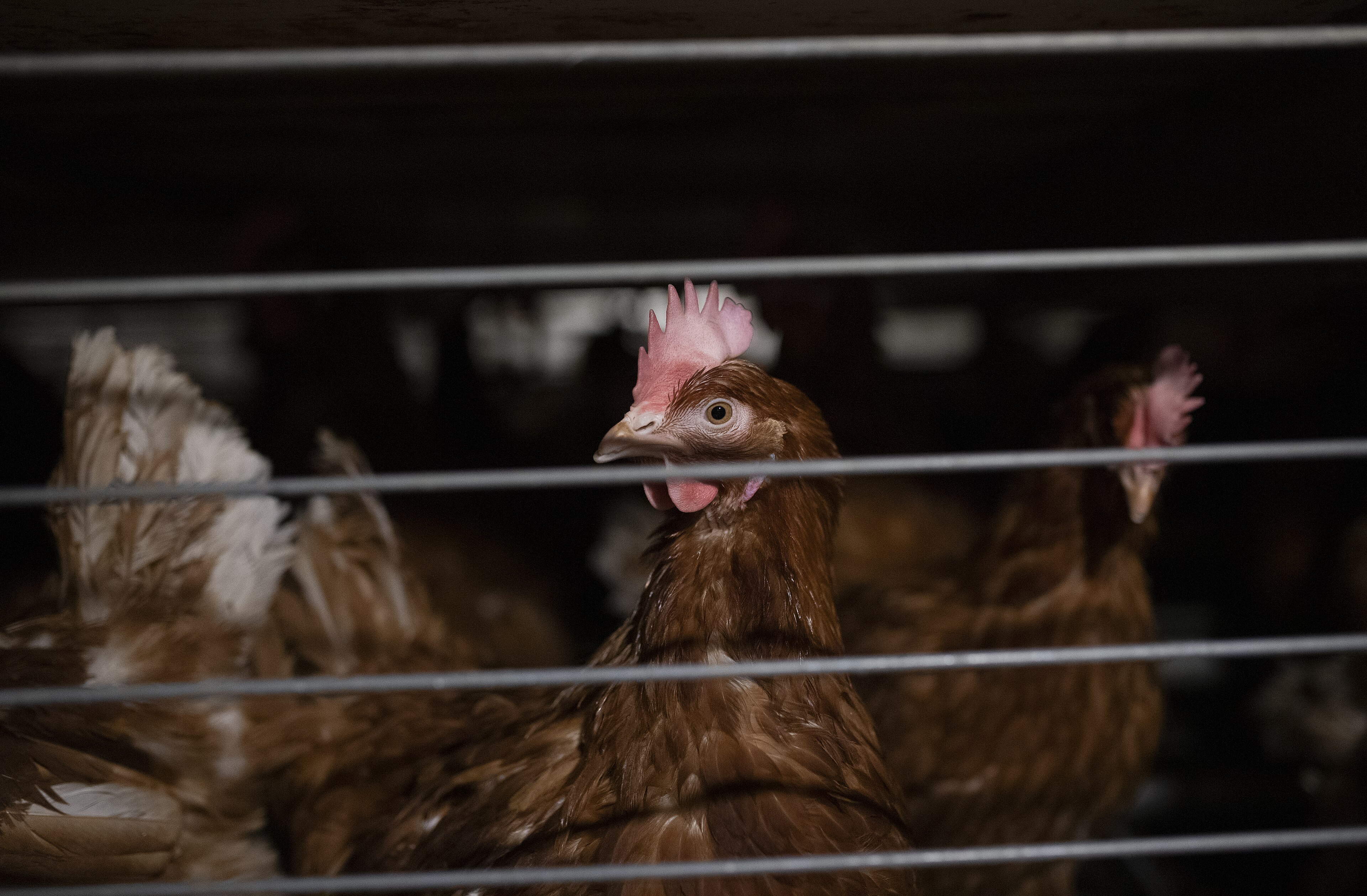 Reform MS says give us a break after supermarket ditches brown eggs ...